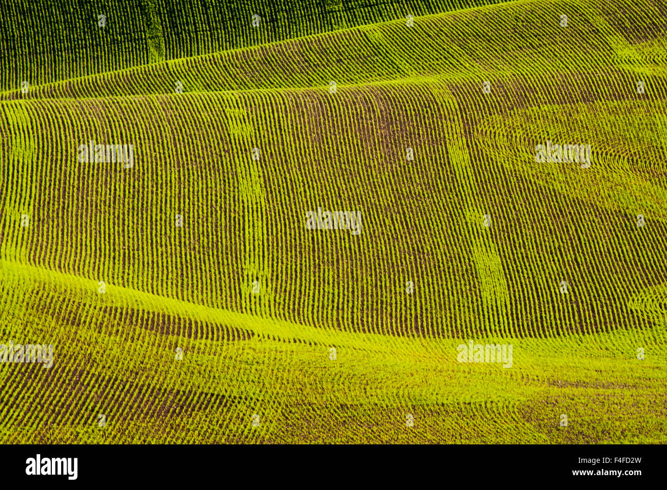 USA, Washington State, Palouse. Rolling hills covered by fields of peas ...