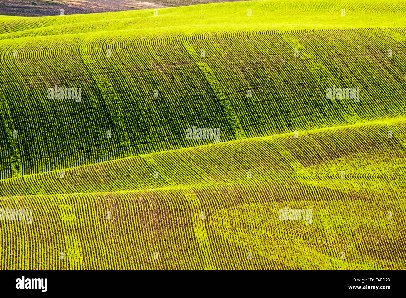 USA, Washington State, Palouse. Rolling hills covered by fields of peas ...