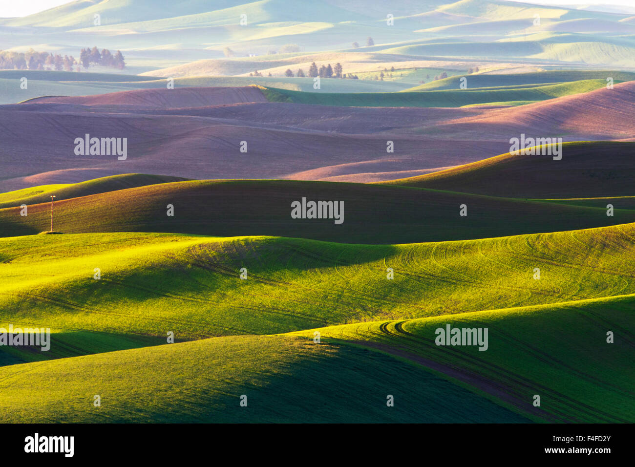 USA, Washington State, Palouse. Rolling hills covered by fields of peas ...