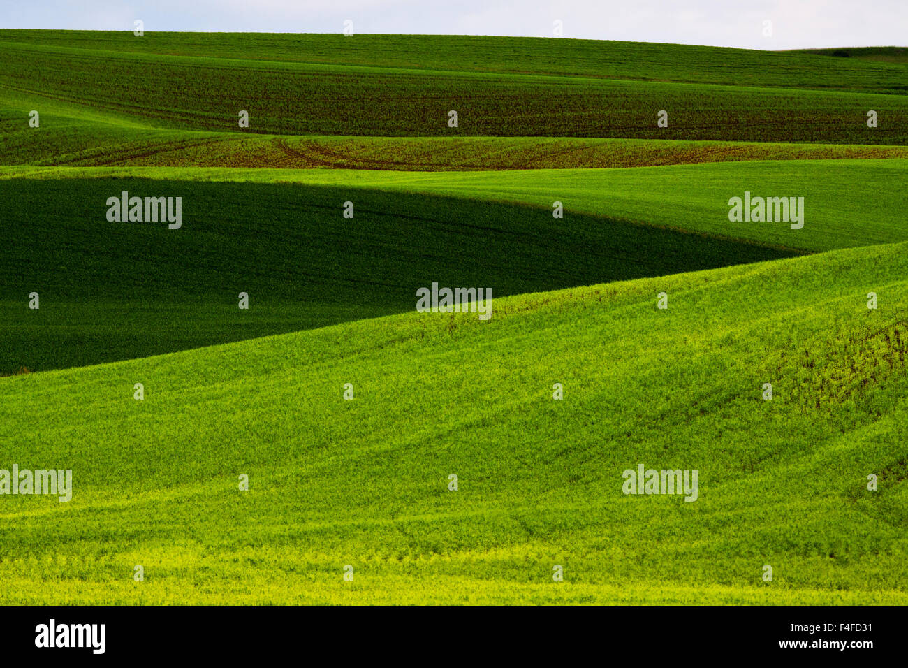 USA, Washington State, Palouse. Rolling hills covered by fields of peas ...