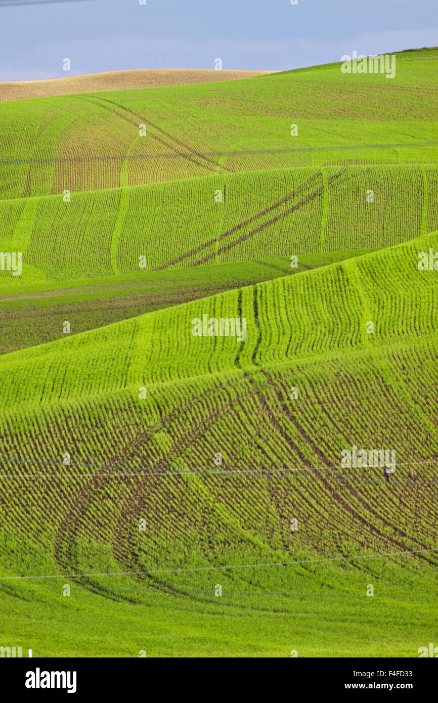 USA, Washington State, Palouse. Rolling hills covered by fields of peas ...