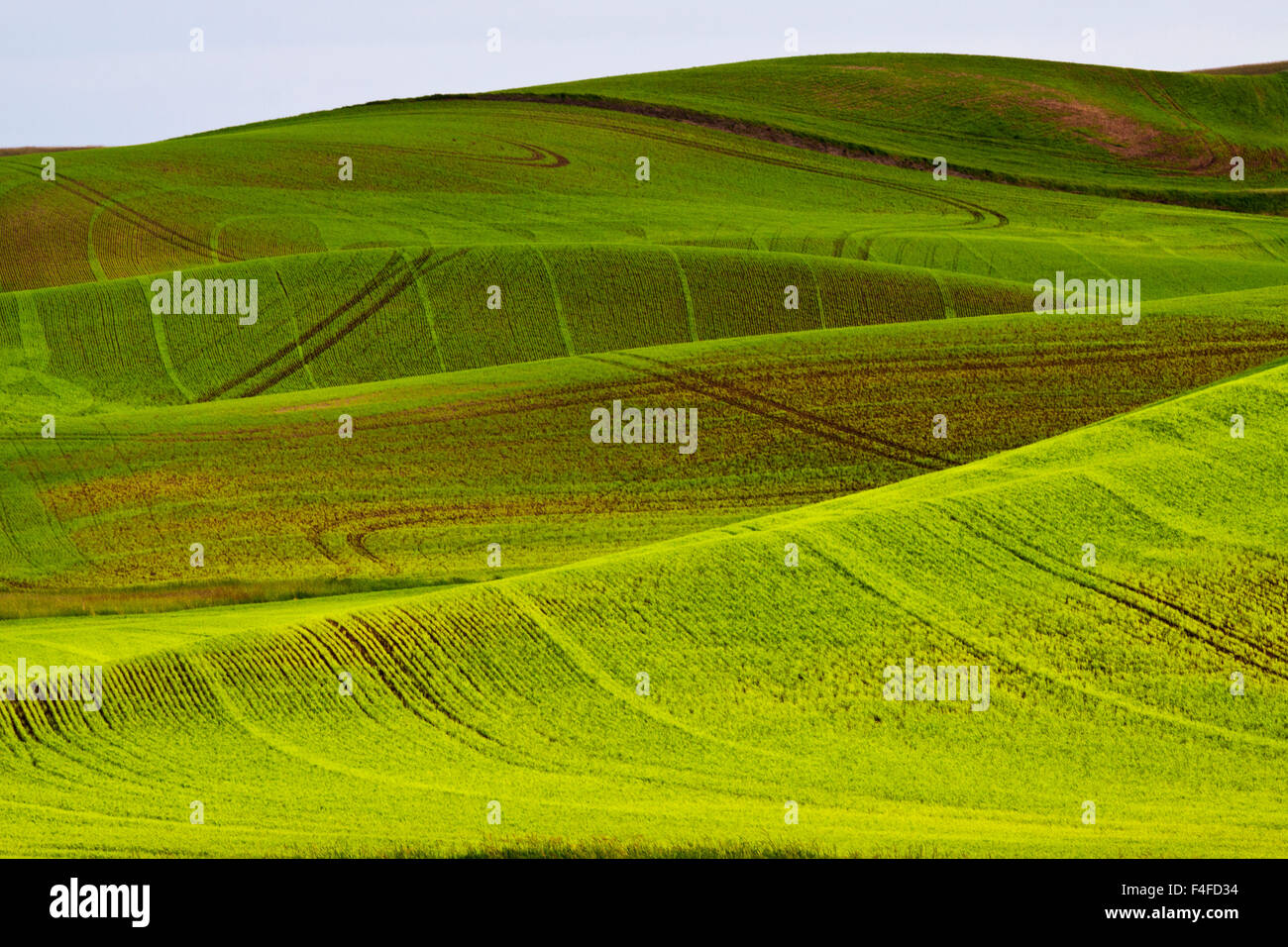 USA, Washington State, Palouse. Rolling hills covered by fields of peas ...