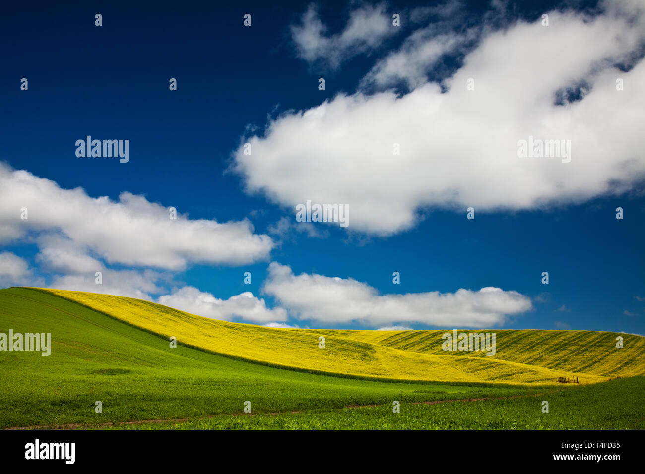USA, Washington State, Palouse. Rolling hills covered by spring fields ...