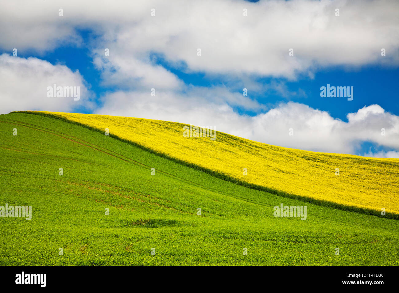 USA, Washington State, Palouse. Rolling hills covered by spring fields ...