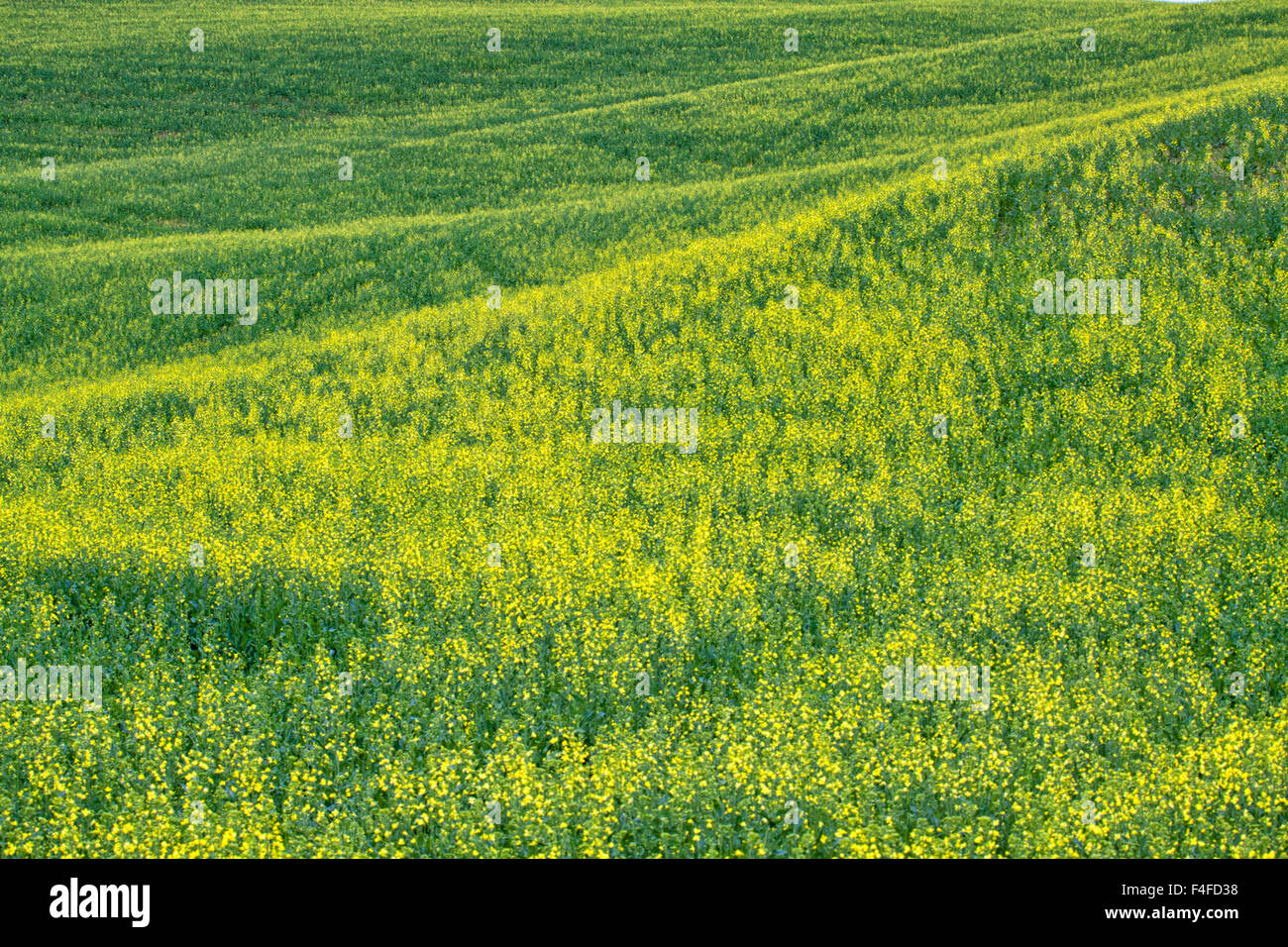 USA, Washington State, Palouse. Rolling hills covered by spring fields ...