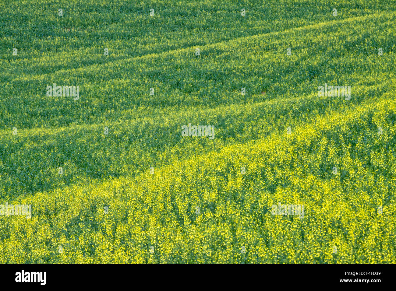 USA, Washington State, Palouse. Rolling hills covered by spring fields ...