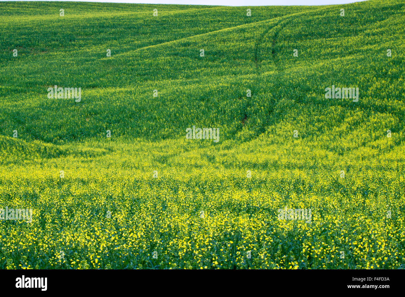 USA, Washington State, Palouse. Rolling hills covered by spring fields ...
