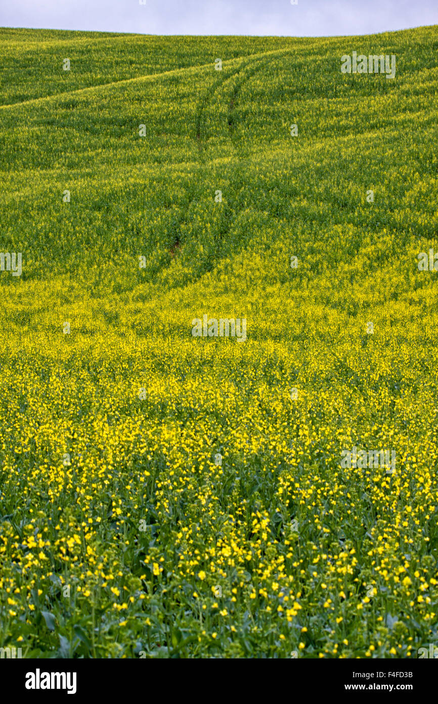 USA, Washington State, Palouse. Rolling hills covered by spring fields ...