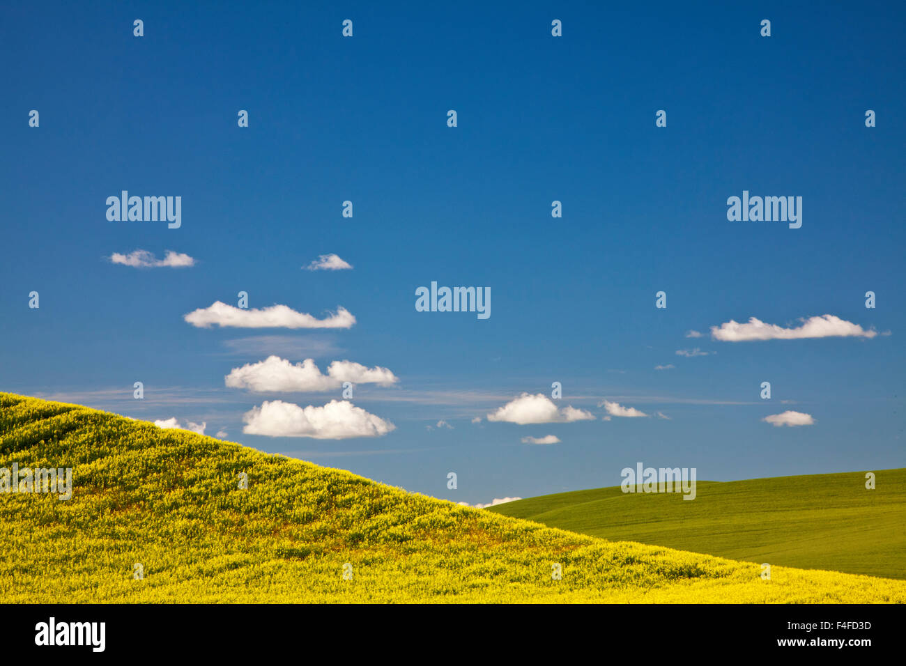 USA, Washington State, Palouse. Rolling hills covered by spring fields ...