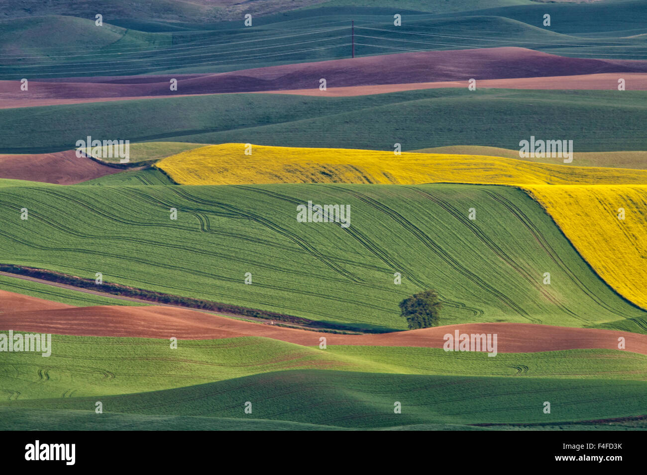 USA, Washington State, Palouse. Rolling hills covered by spring fields ...