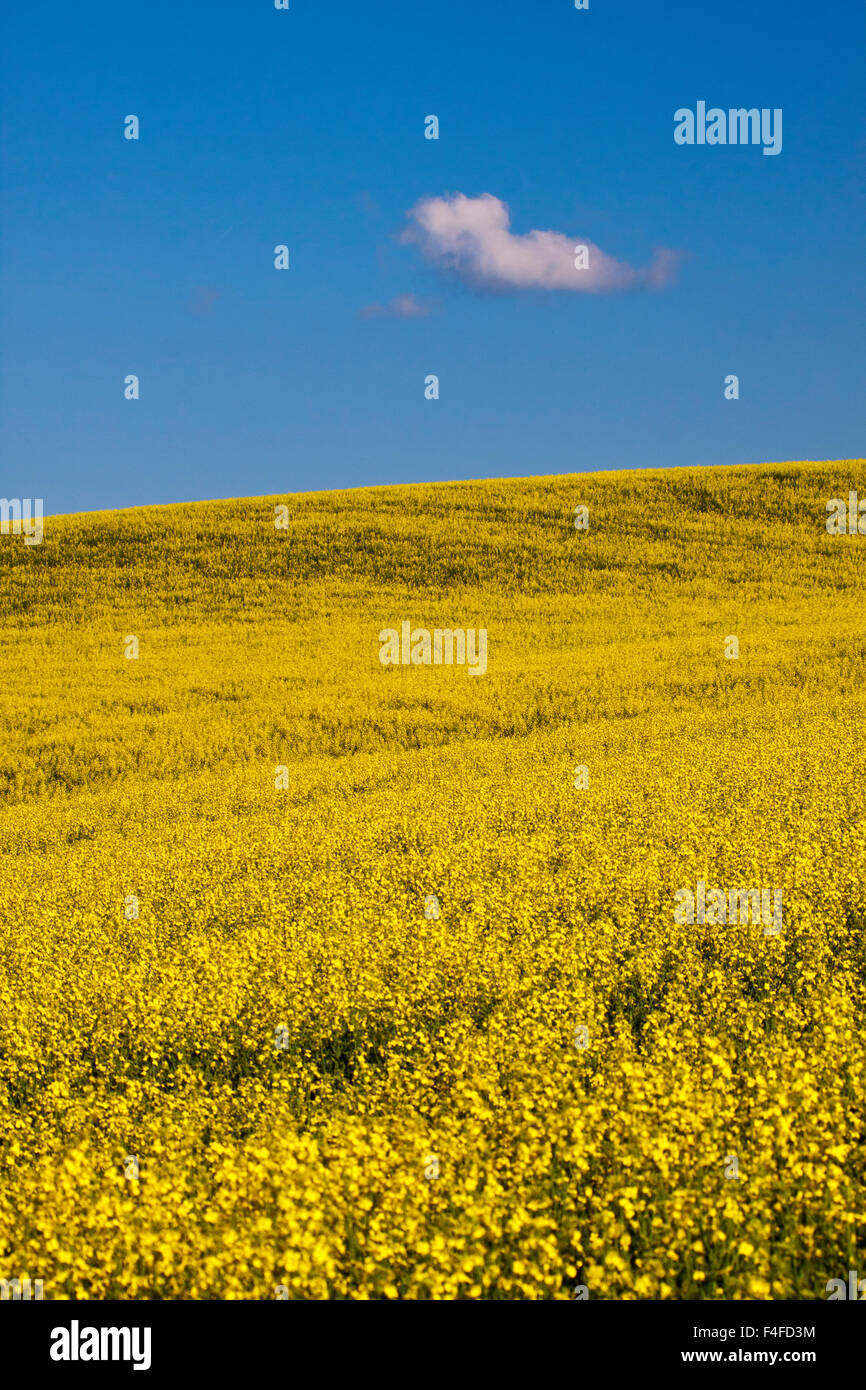 USA, Washington State, Palouse. Rolling hills covered by spring fields ...