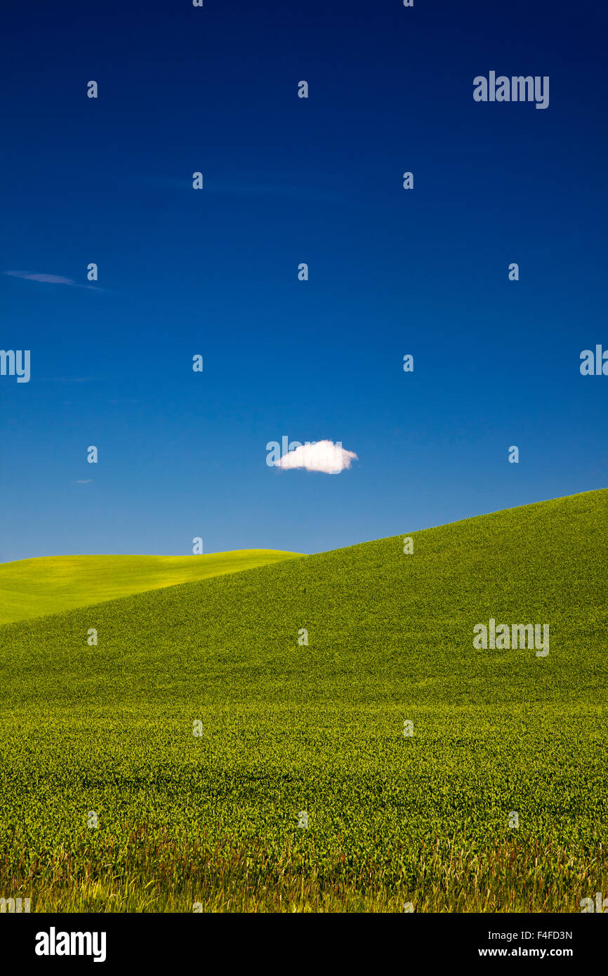 USA, Washington State, Palouse. Rolling hills covered by wheat fields ...