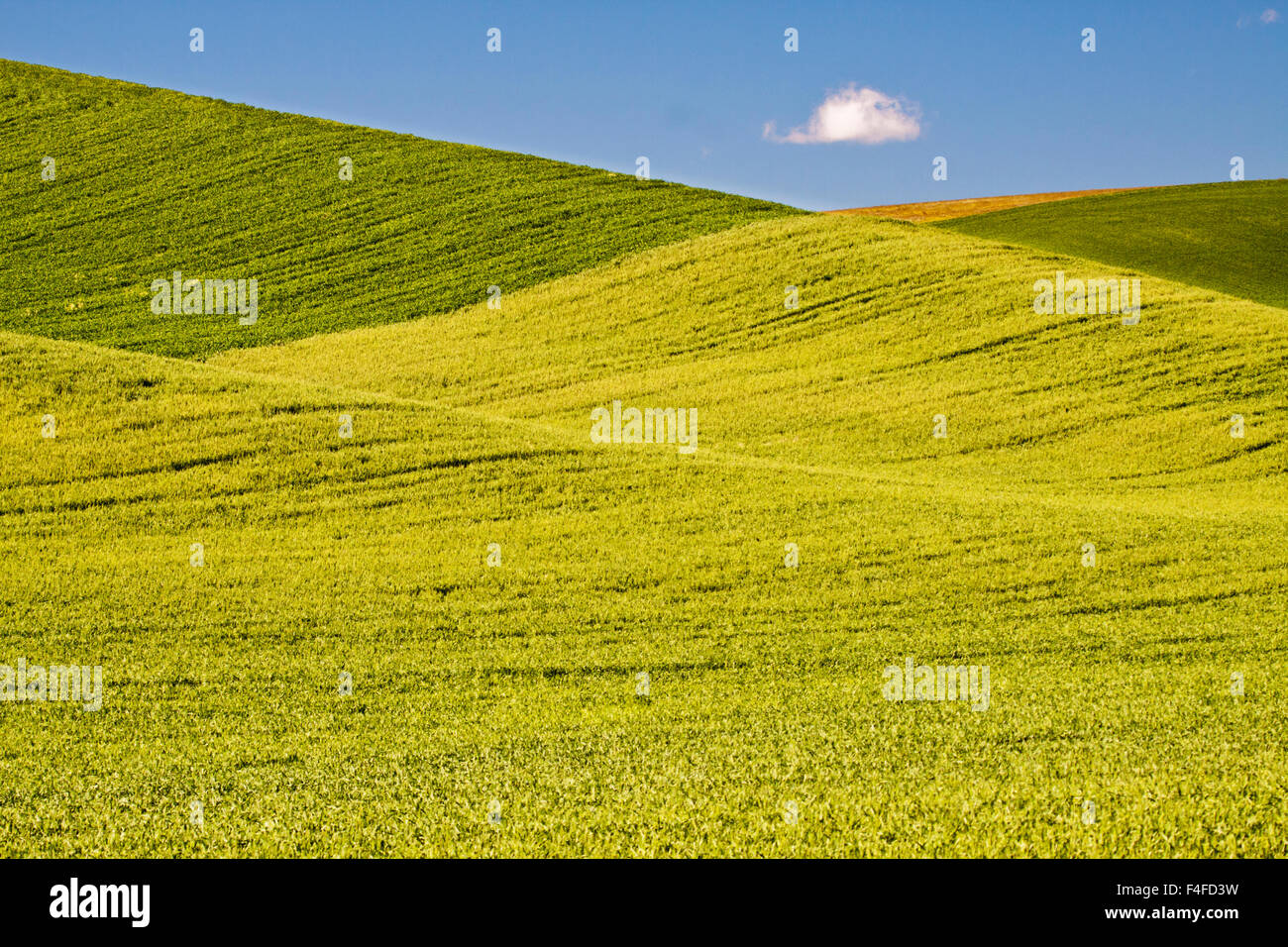 USA, Washington State, Palouse. Rolling hills covered by wheat fields ...