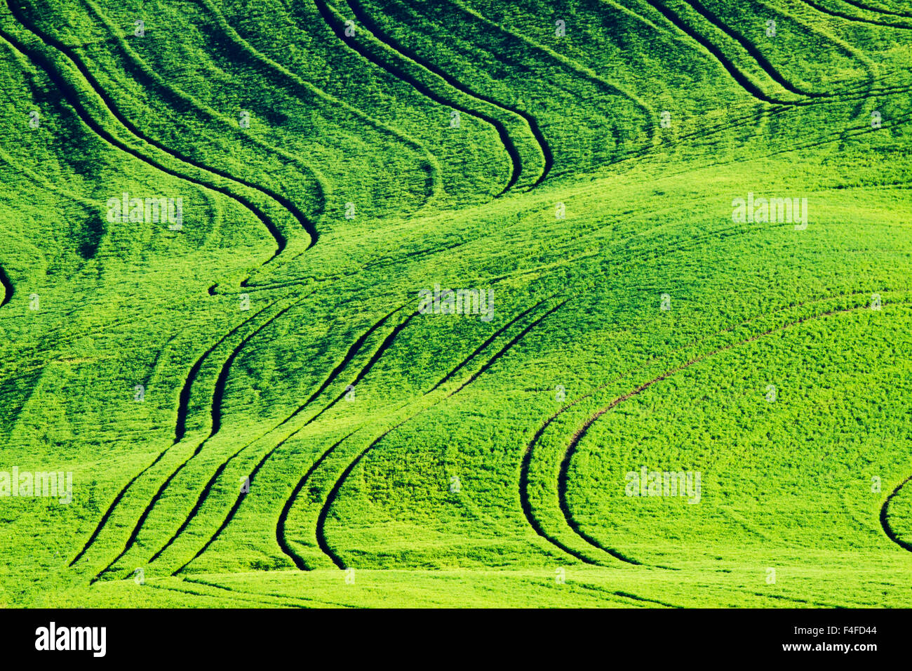 USA, Washington State, Palouse. Rolling hills covered by wheat fields ...
