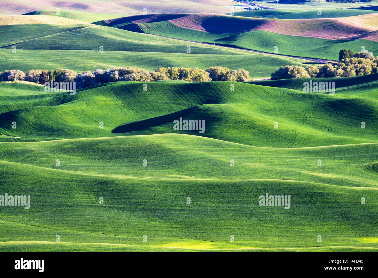 USA, Washington State, Palouse. Rolling hills covered by wheat fields ...