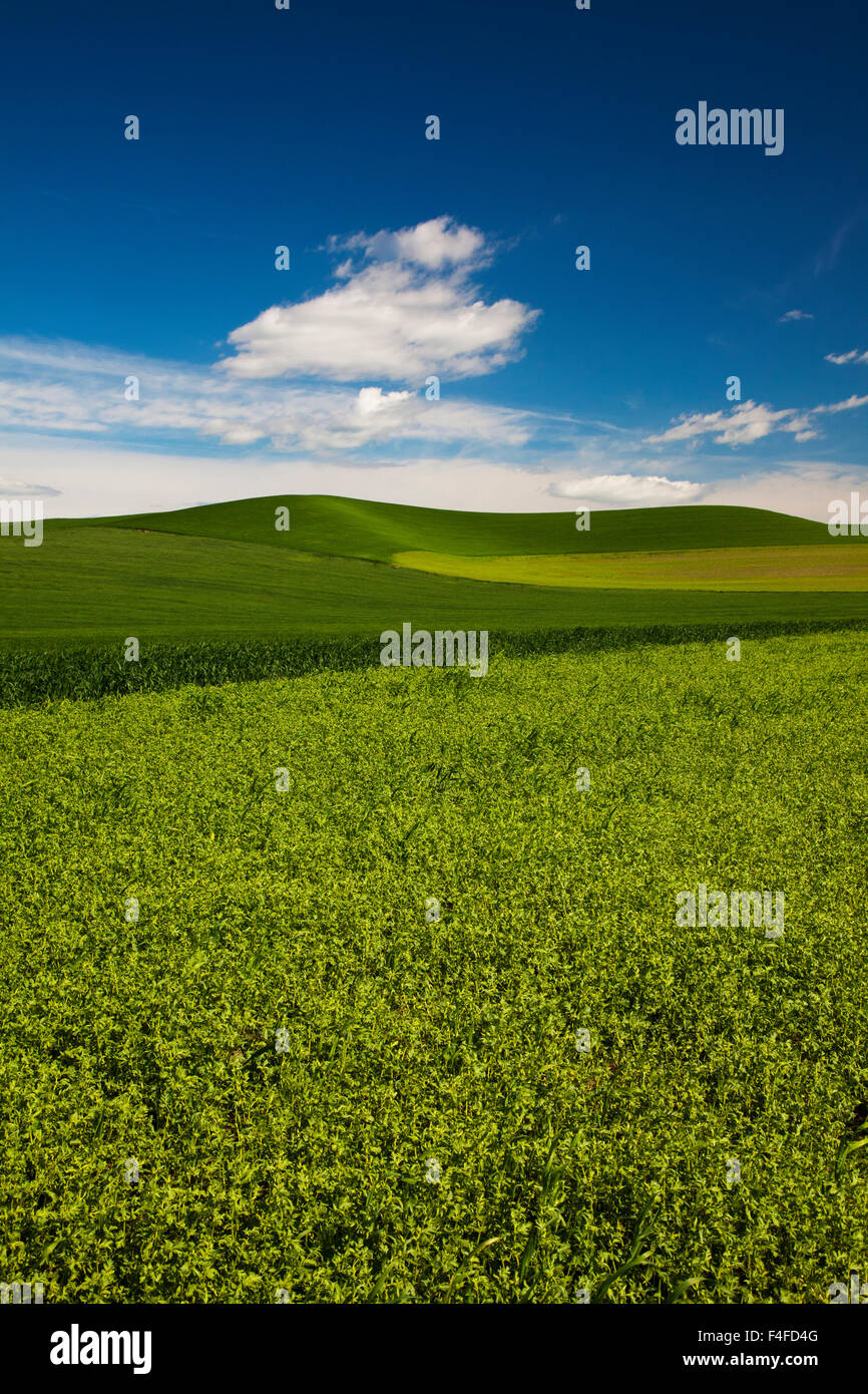 USA, Washington State, Palouse. Rolling hills covered by wheat fields ...