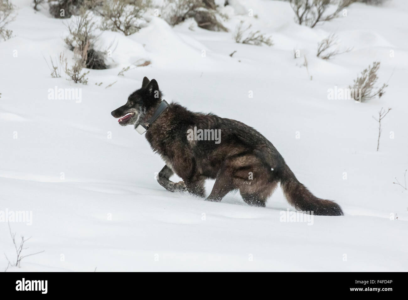 Wolf tracking collar hi-res stock photography and images - Alamy