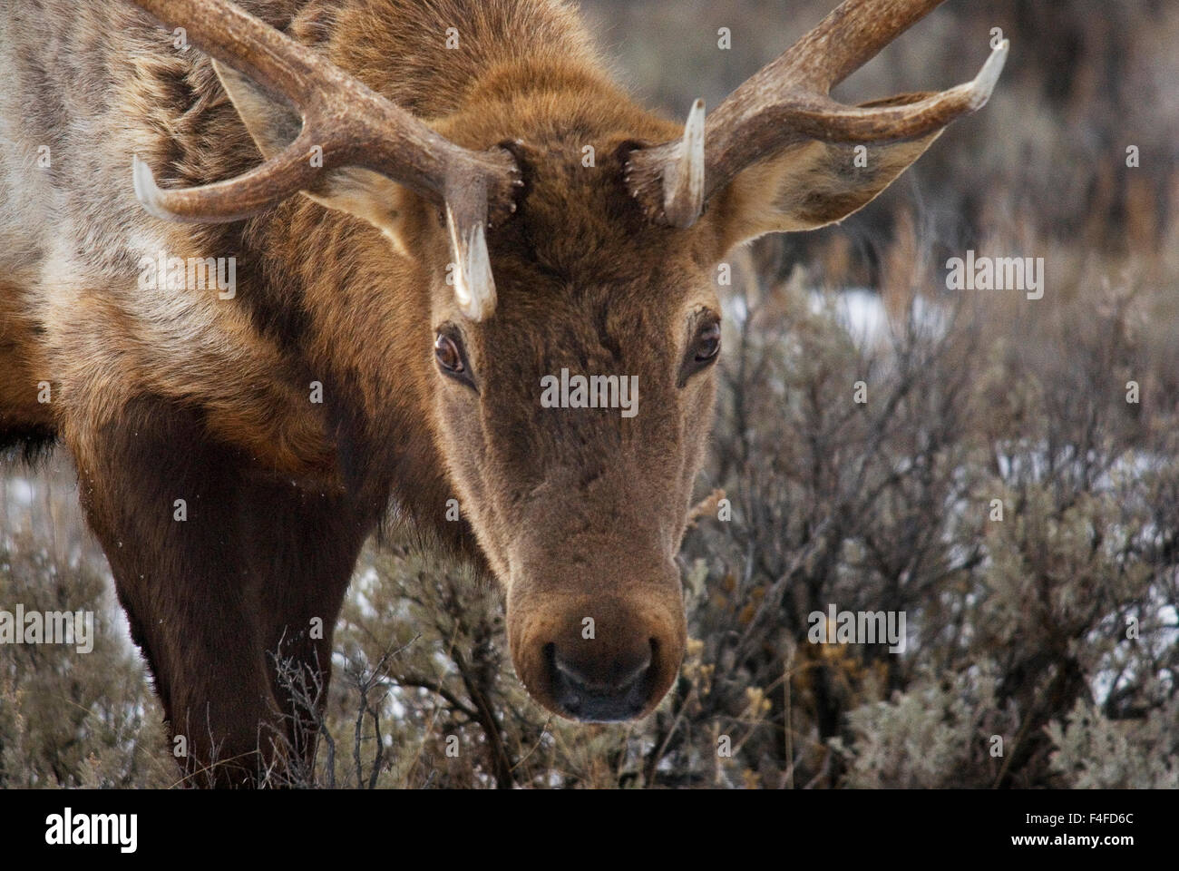 USA, Wyoming, Yellowstone National Park. Close-up of bull elk. Credit ...