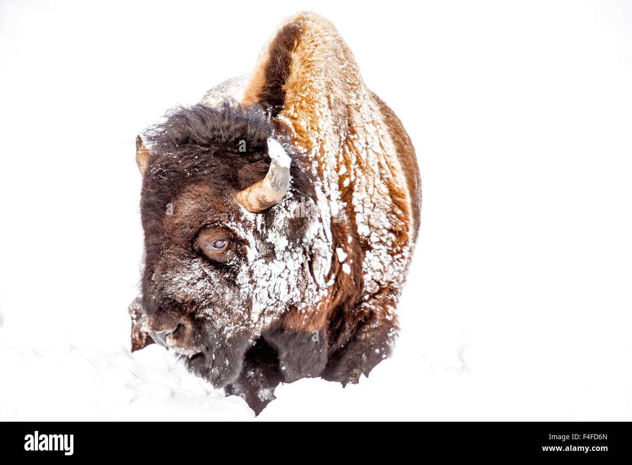 Bison bull foraging in deep snow in Yellowstone National Park, Wyoming ...