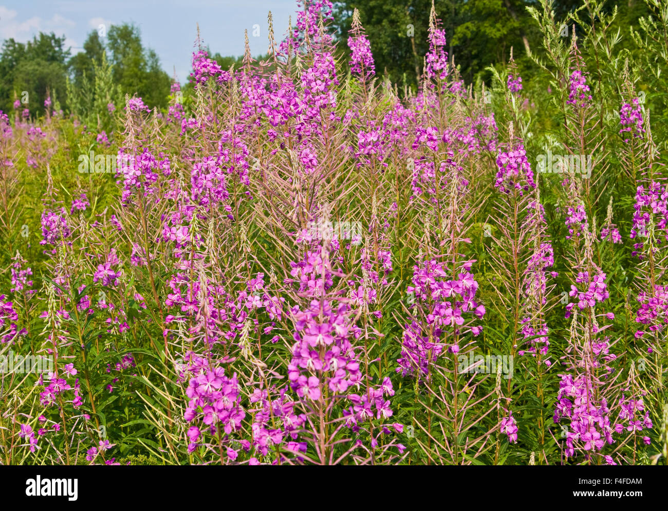Summer landscape - meadow in blossom with pink flowers of willowweed ...