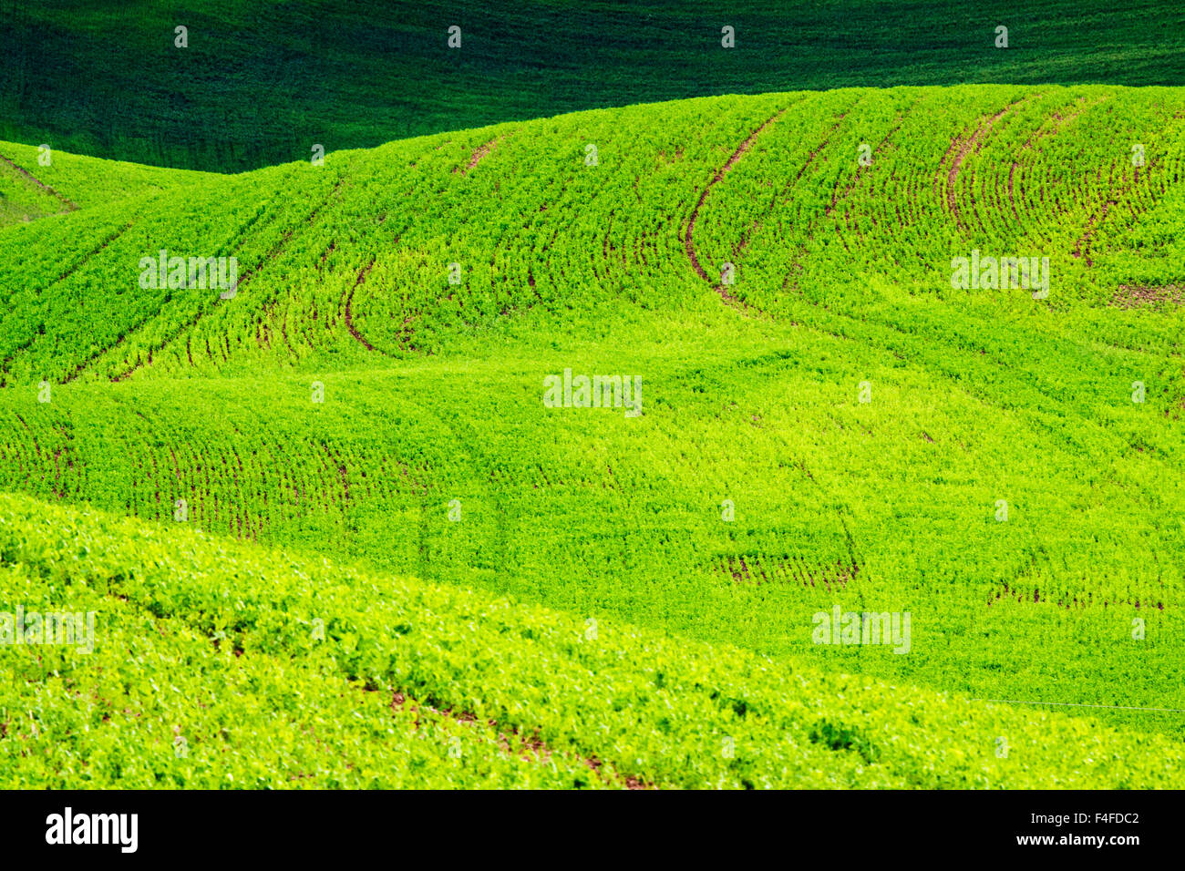 USA, Washington State, Palouse. Rolling hills covered by wheat fields ...