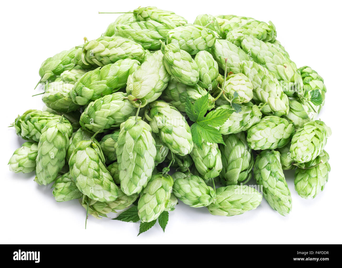 Hop cones. Isolated on white background Stock Photo - Alamy