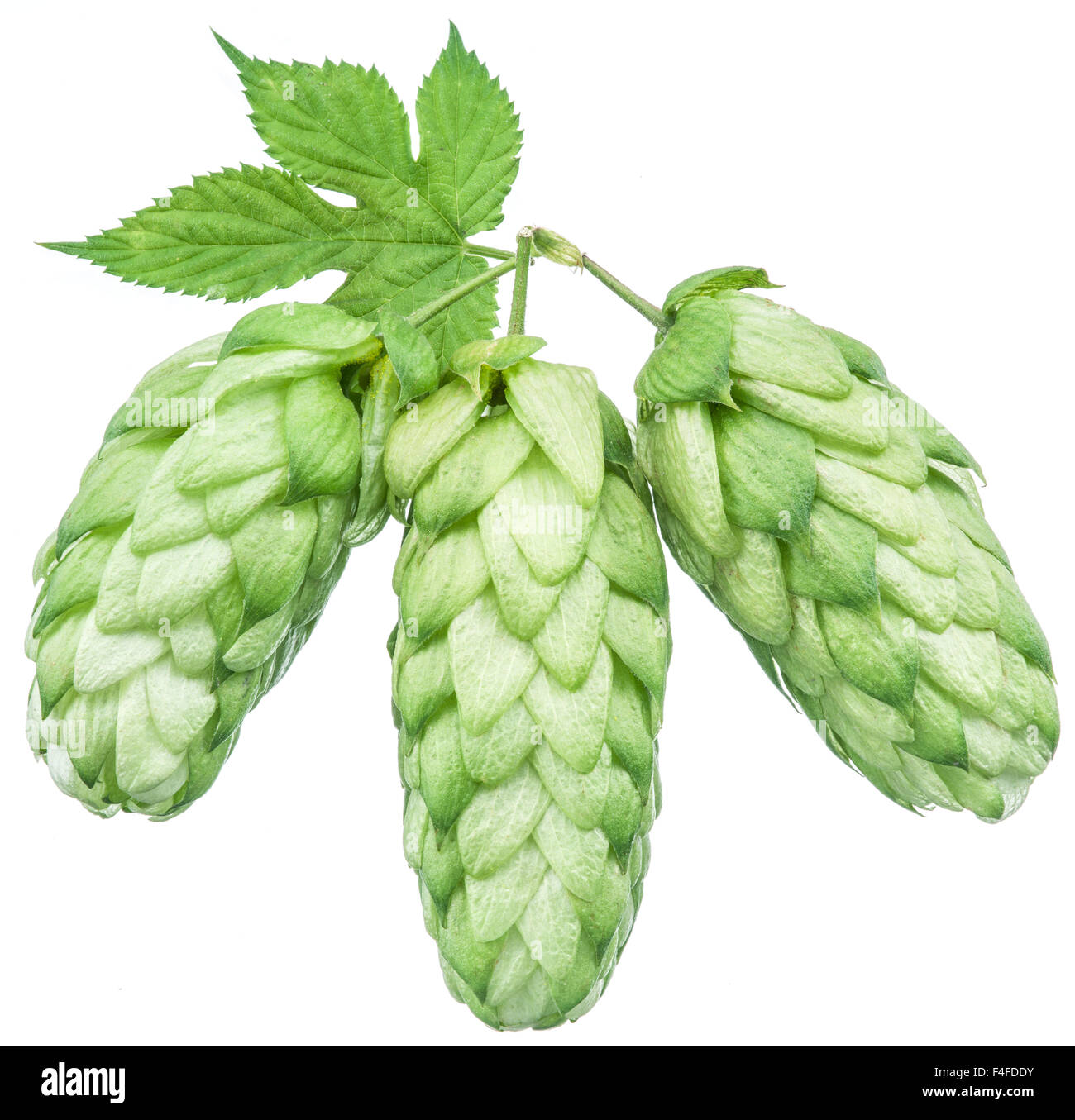Hop cones. Isolated on white background Stock Photo - Alamy