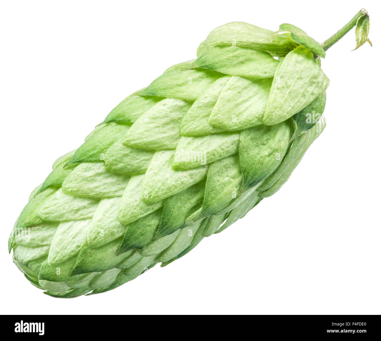 Hop cones. Isolated on white background. Clipping path Stock Photo - Alamy