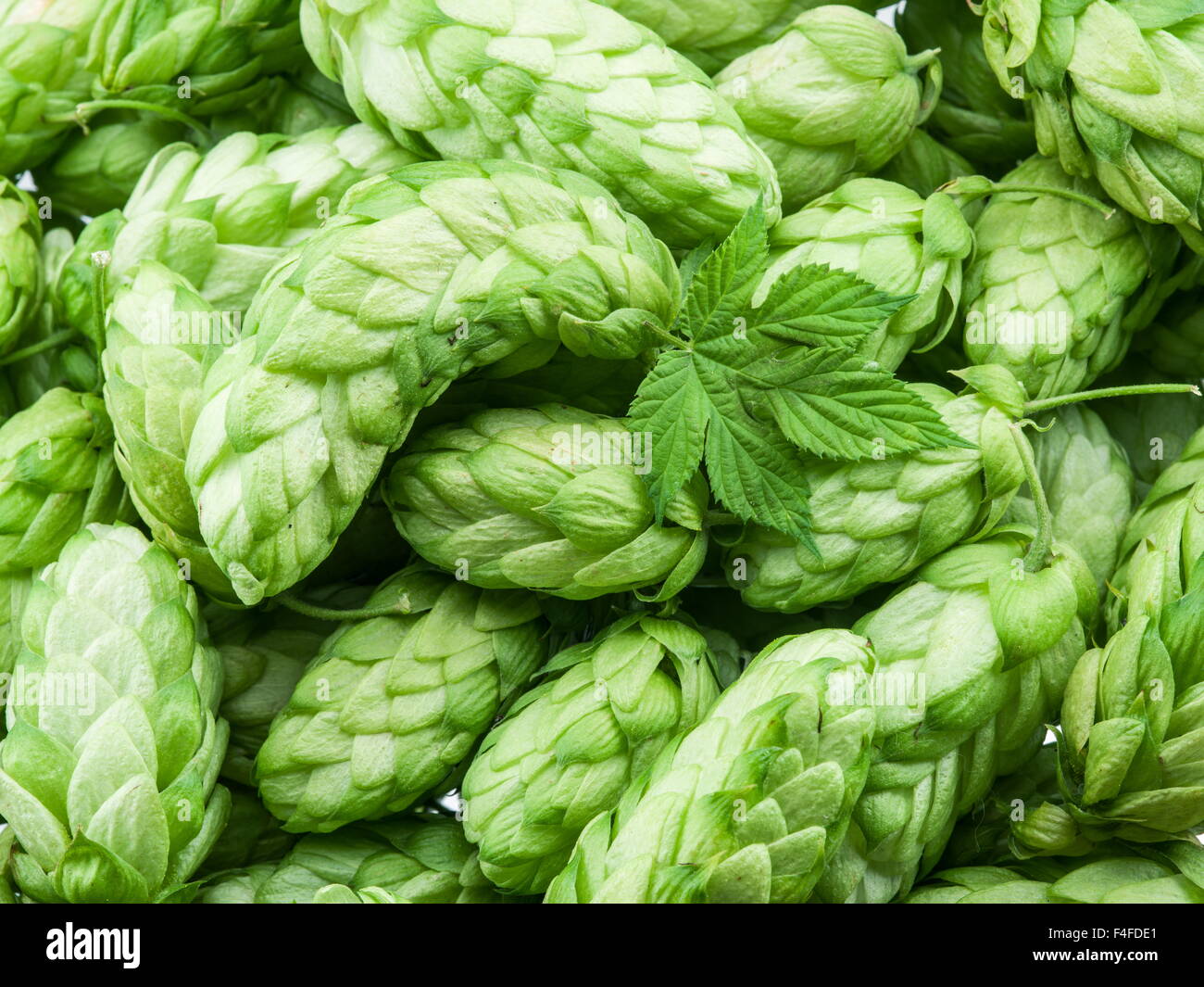 Green hop cones - ingredient in the beer production Stock Photo - Alamy