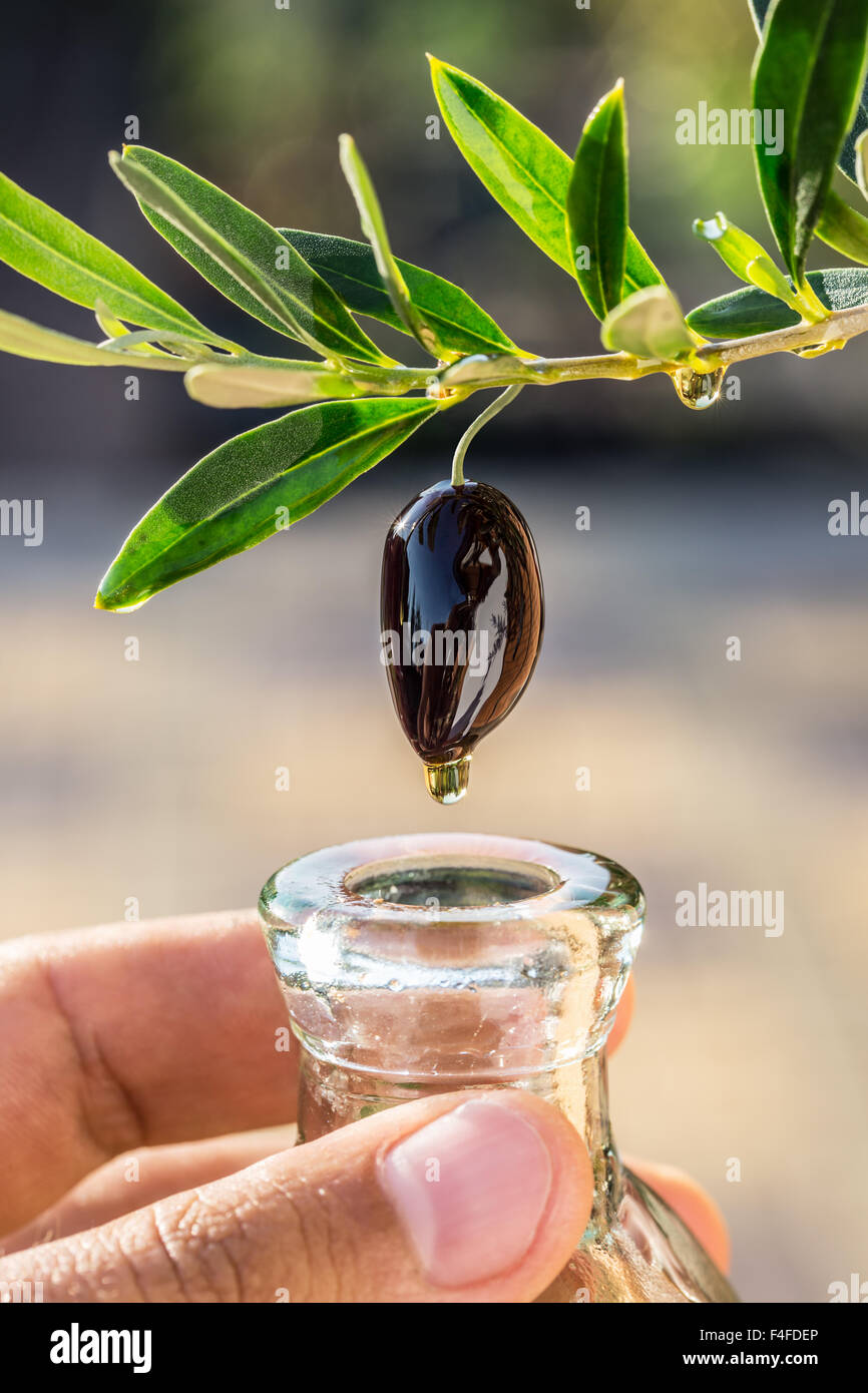 Olive oil drops from the olive berry Stock Photo - Alamy