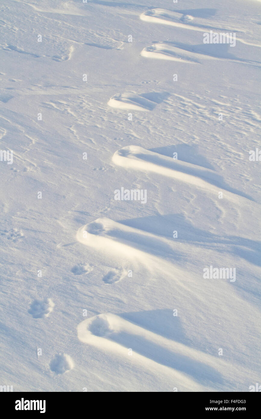 Coyote tracks in snow hi-res stock photography and images - Alamy