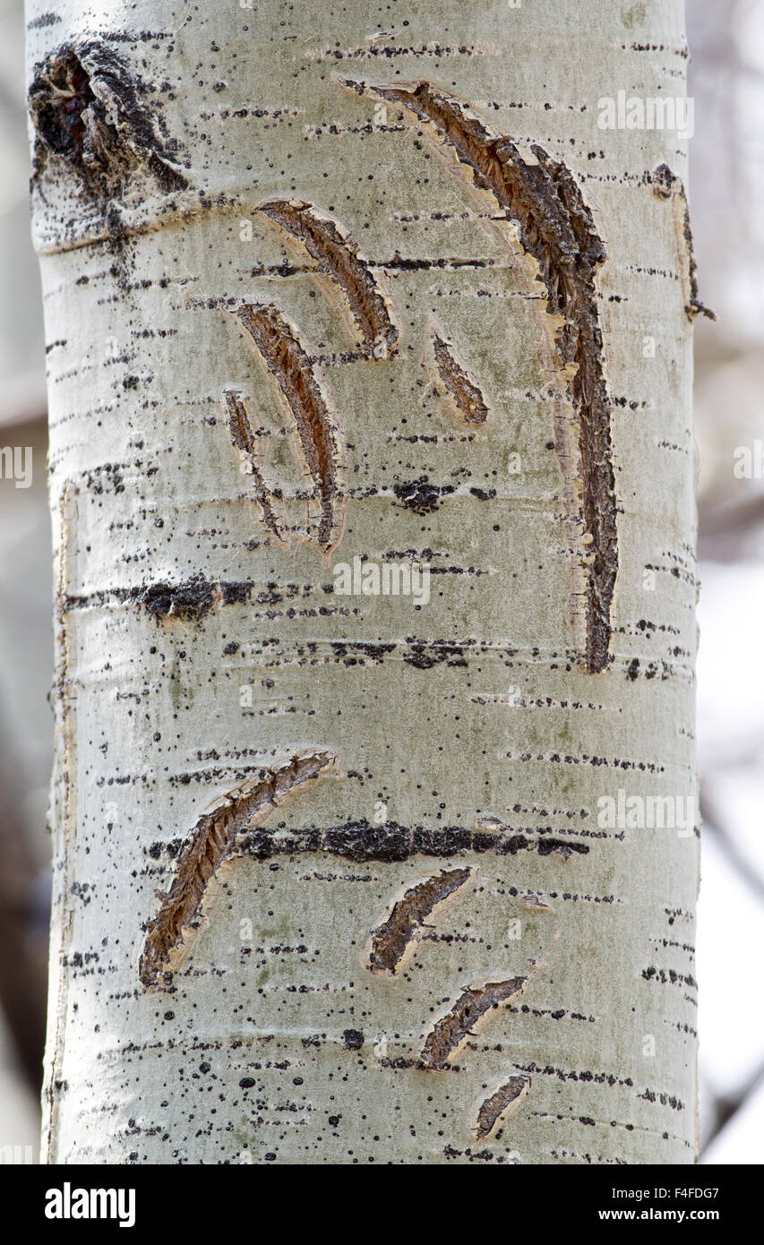 Claw marks hi-res stock photography and images - Alamy