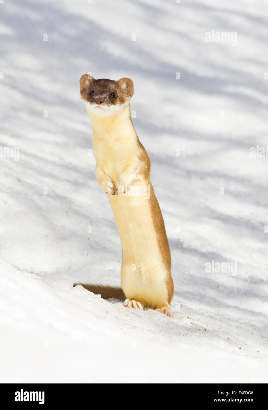 USA, Wyoming, Long-tailed Weasel standing on hind legs on snowdrift ...