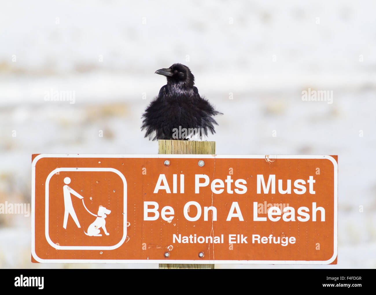 USA, Wyoming, National Elk Refuge, Common Raven sitting on sign ...