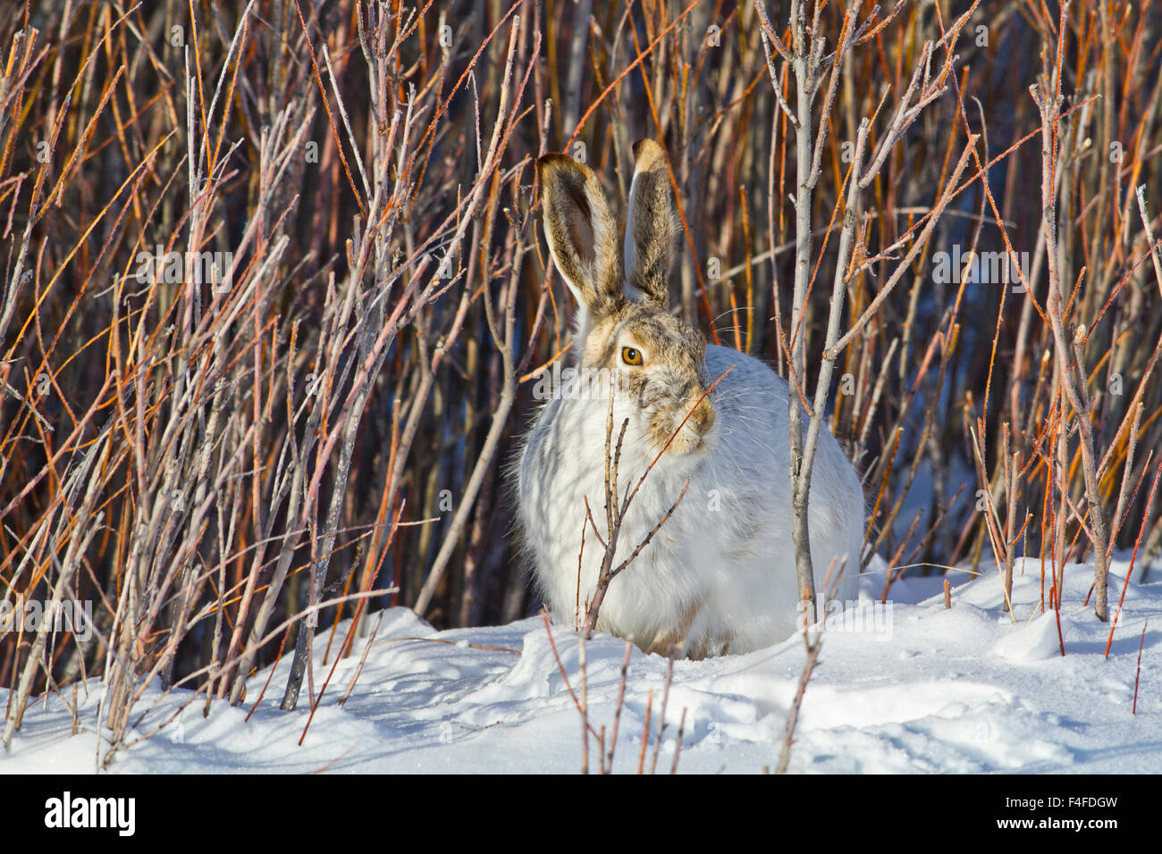 USA, Wyoming, White-tailed Jackrabbit sitting on snow in willows Stock ...