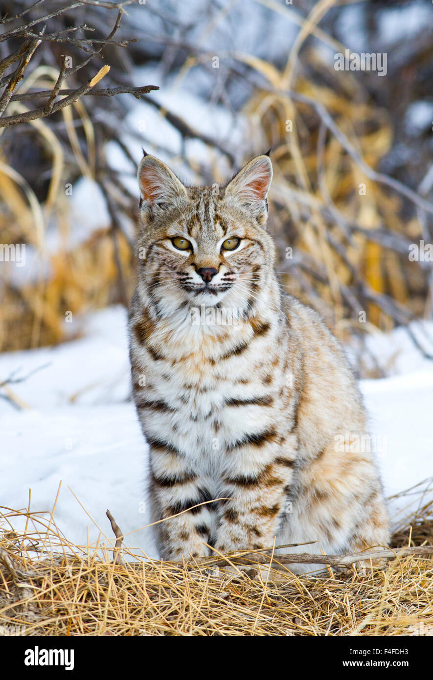 USA, Wyoming, Portrait of Bobcat sitting Stock Photo - Alamy