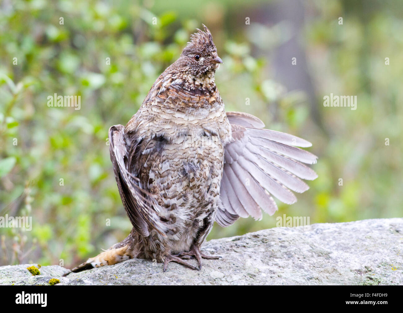 USA, Wyoming, Male Ruffed Grouse drumming on rock Stock Photo - Alamy