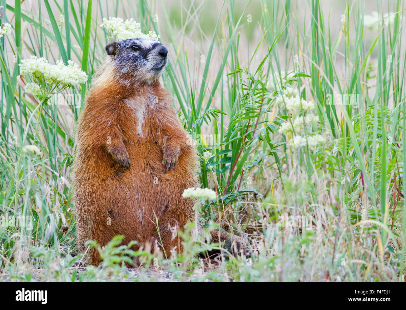 Fat Marmot