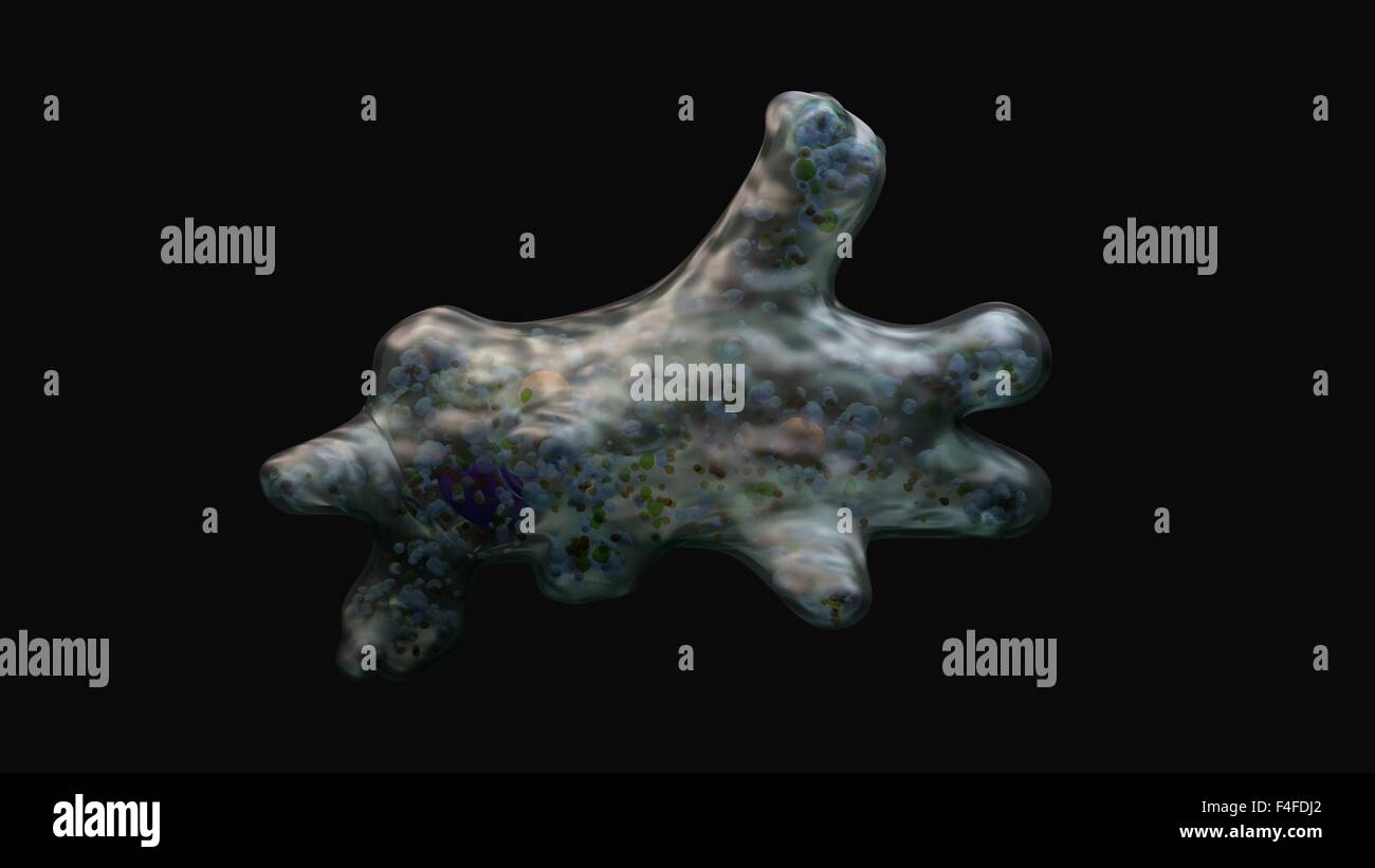 Amoeba proteus cell Stock Photo - Alamy