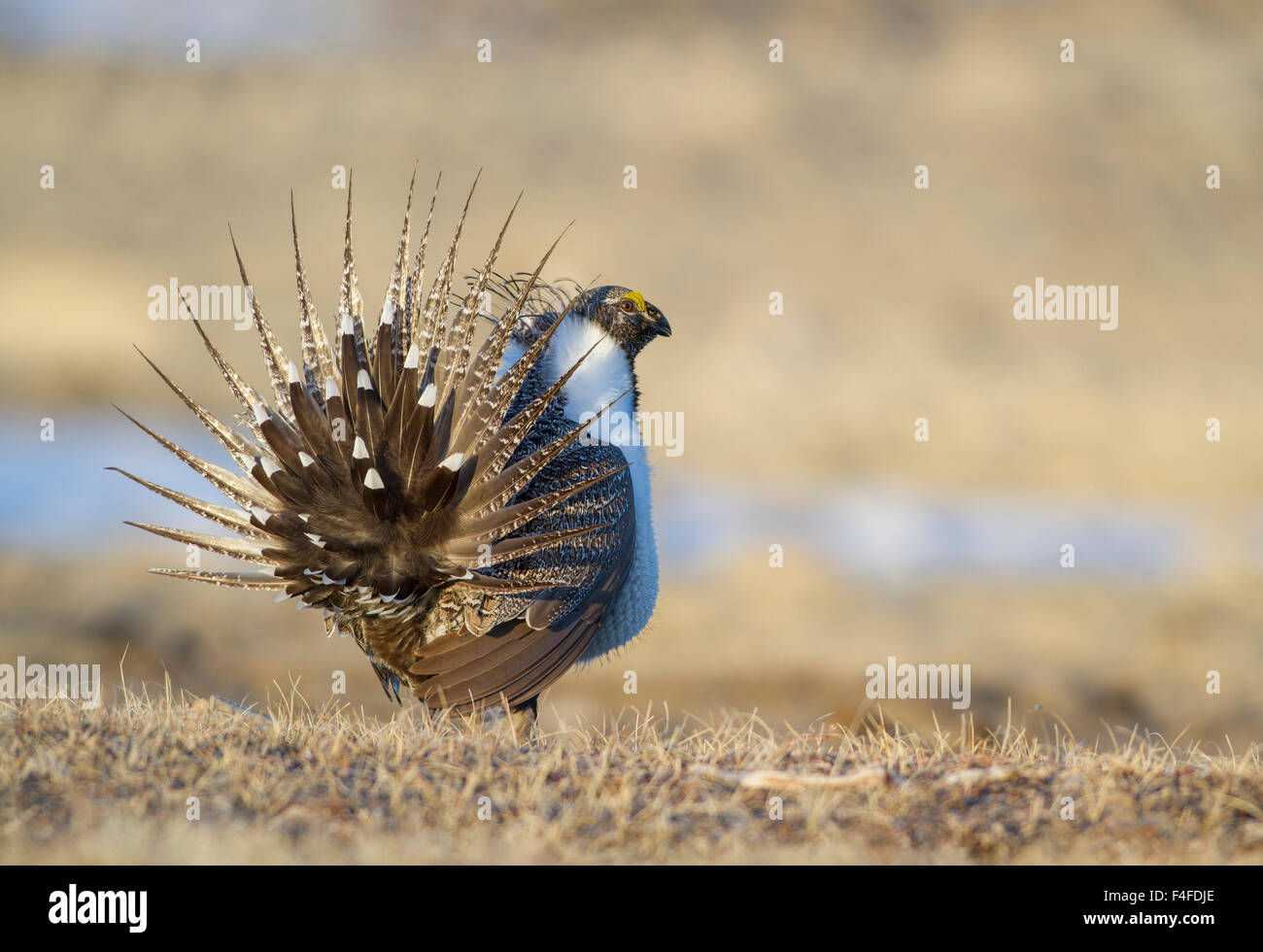 USA, Wyoming, Greater Sage Grouse strutting on lek with backside of ...