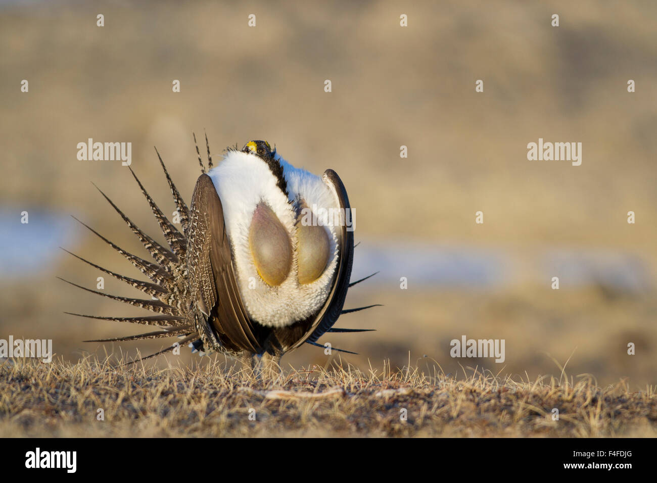 Air sacs hi-res stock photography and images - Alamy