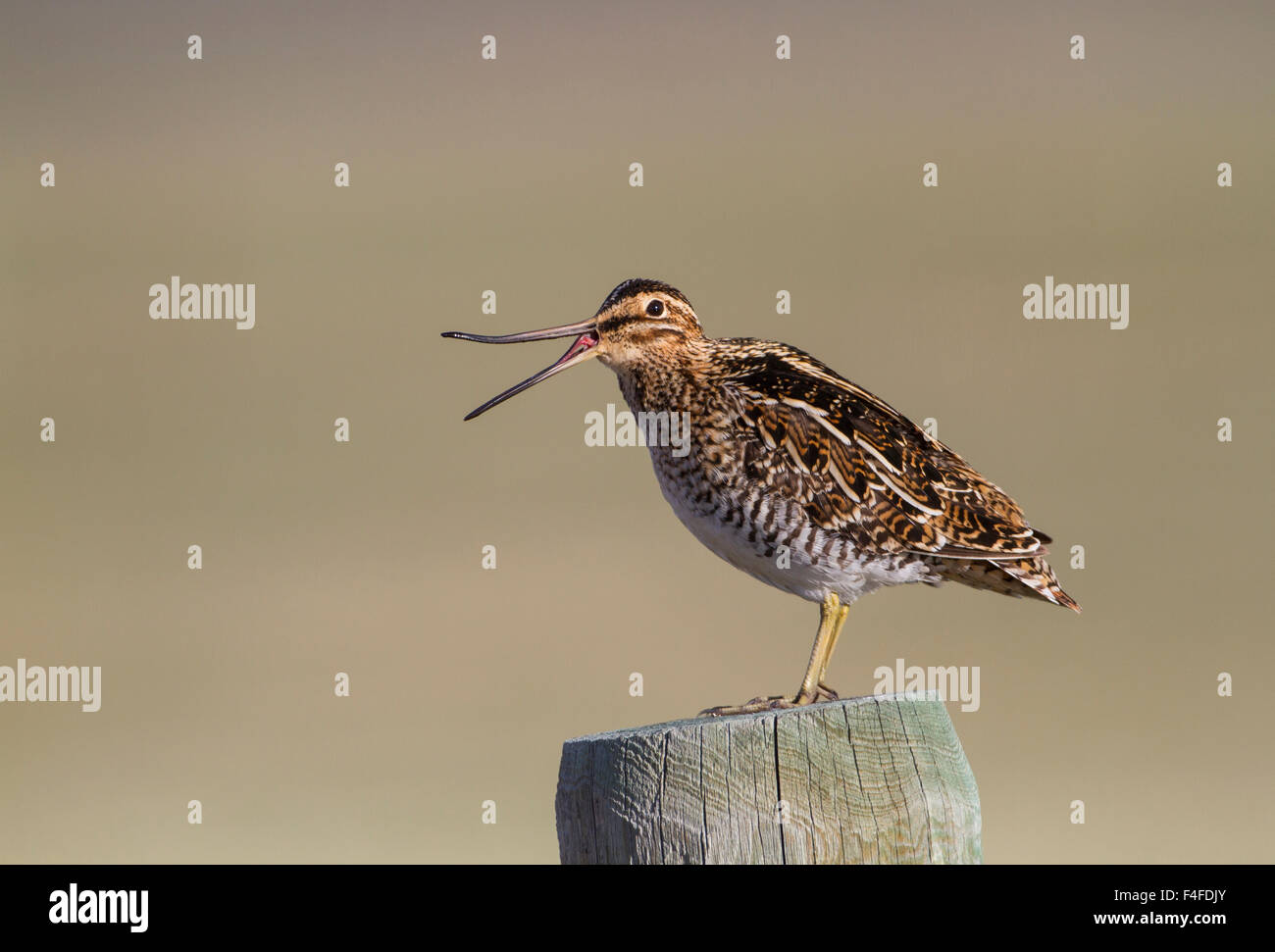 Wyoming, Wilson's Snipe yawning and showing flexible upper mandible ...