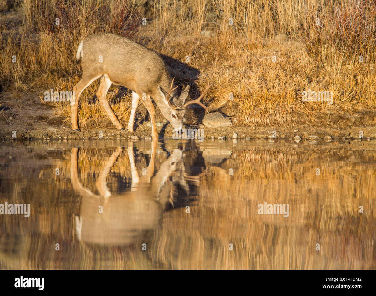 USA, Wyoming, Mule Deer Buck drinking water on lake with full ...
