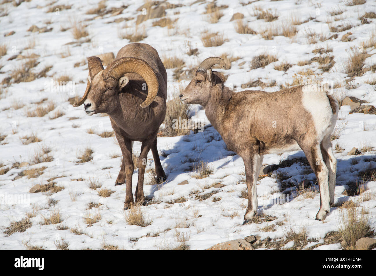 USA, Wyoming, National Elk Refuge, Bighorn Sheep Ram and Ewe in snow ...
