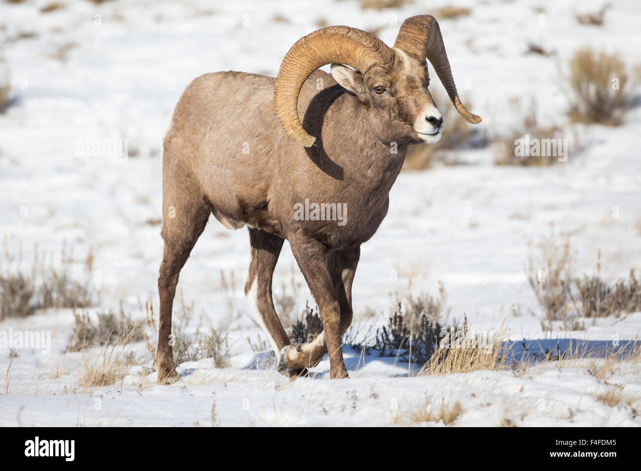 USA, Wyoming, National Elk Refuge, Bighorn Sheep Ram walking in snow ...