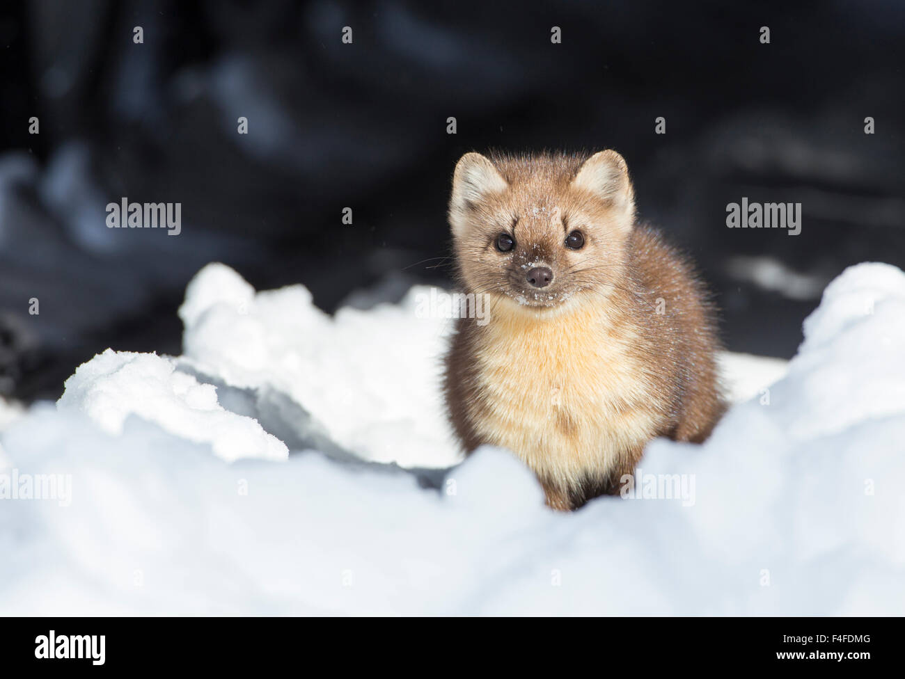 USA, Wyoming, Yellowstone National Park, Pine Marten in snow Stock ...