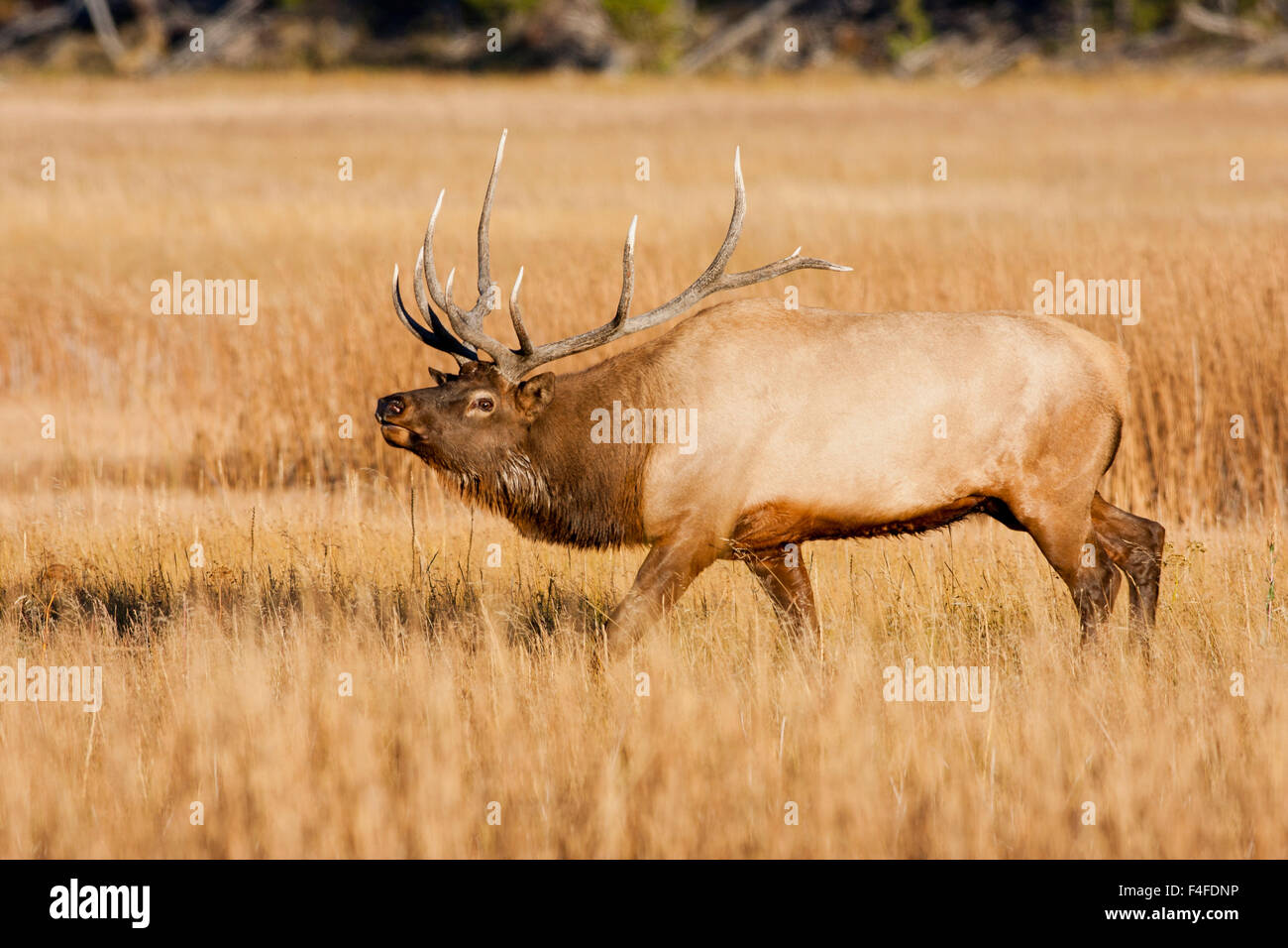 Wyoming, Yellowstone National Park, Bull Elk in rut posturing in ...