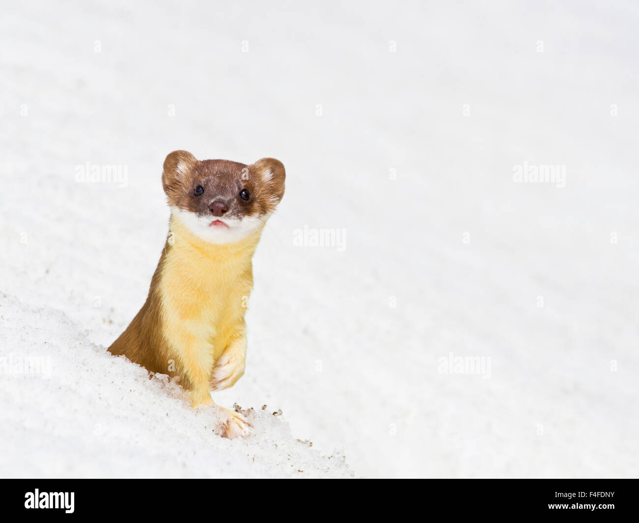 Wyoming, Sublette County, Summer coat Long-tailed Weasel in snowdrift ...