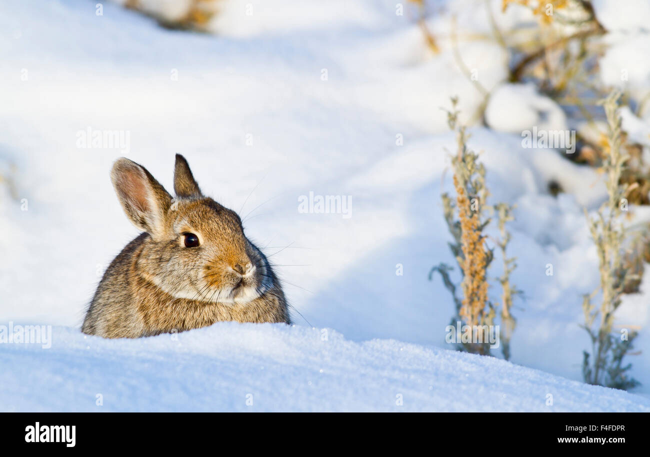 Wyoming, Sublette County, Nuttall's Cottontail rabbit sitting in snow ...