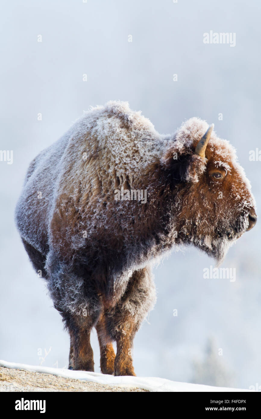 Wyoming, Yellowstone National Park, Frost covered Bison Cow in geyser ...